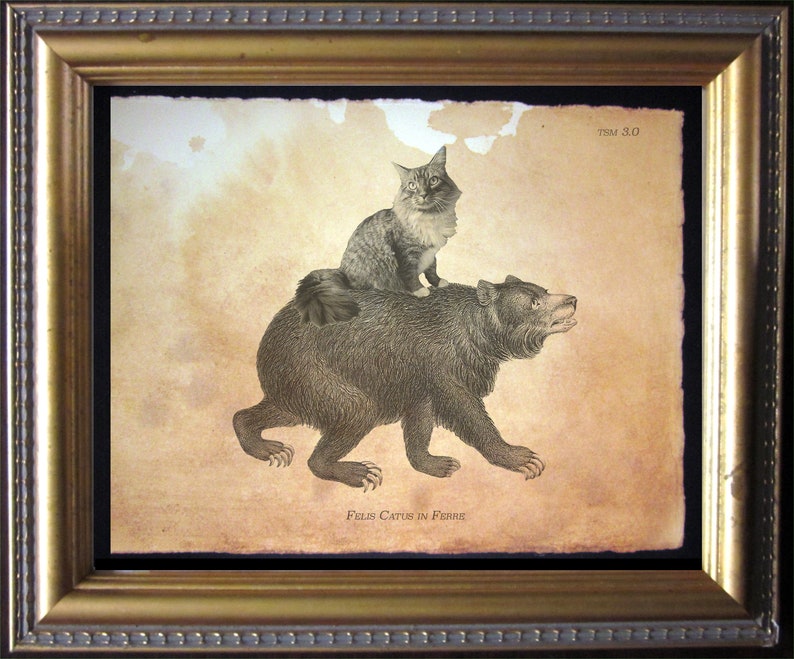 Cat Riding Bear Maine Coon Cat Riding Grizzly Bear Vintage Collage ...