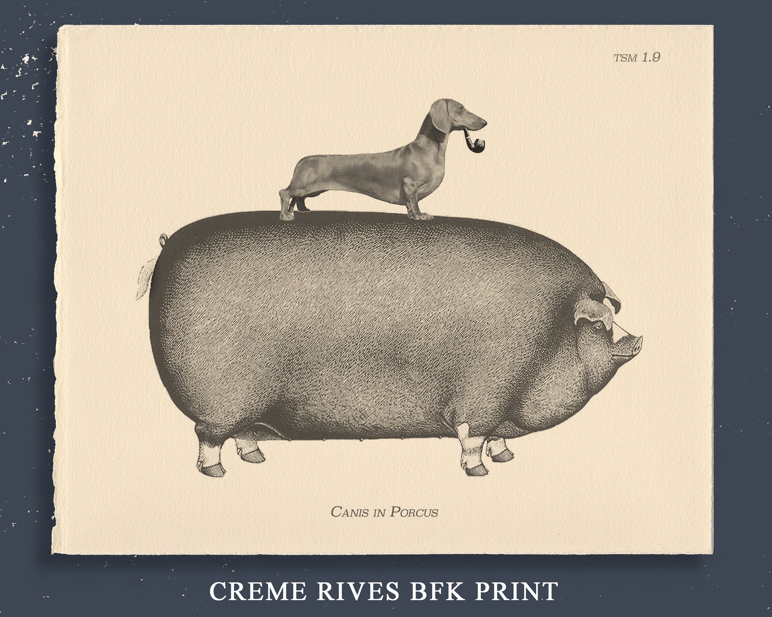 Dachshund Wiener Dog Riding Pig Vintage Collage Print Tea - Etsy