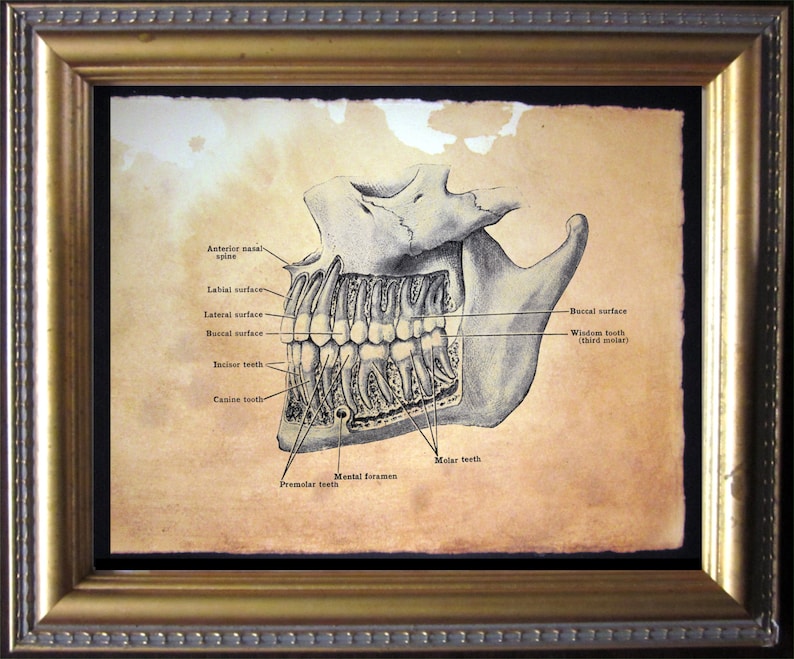 Teeth Diagram Skeleton Art Print Vintage Anatomy Art Print on - Etsy