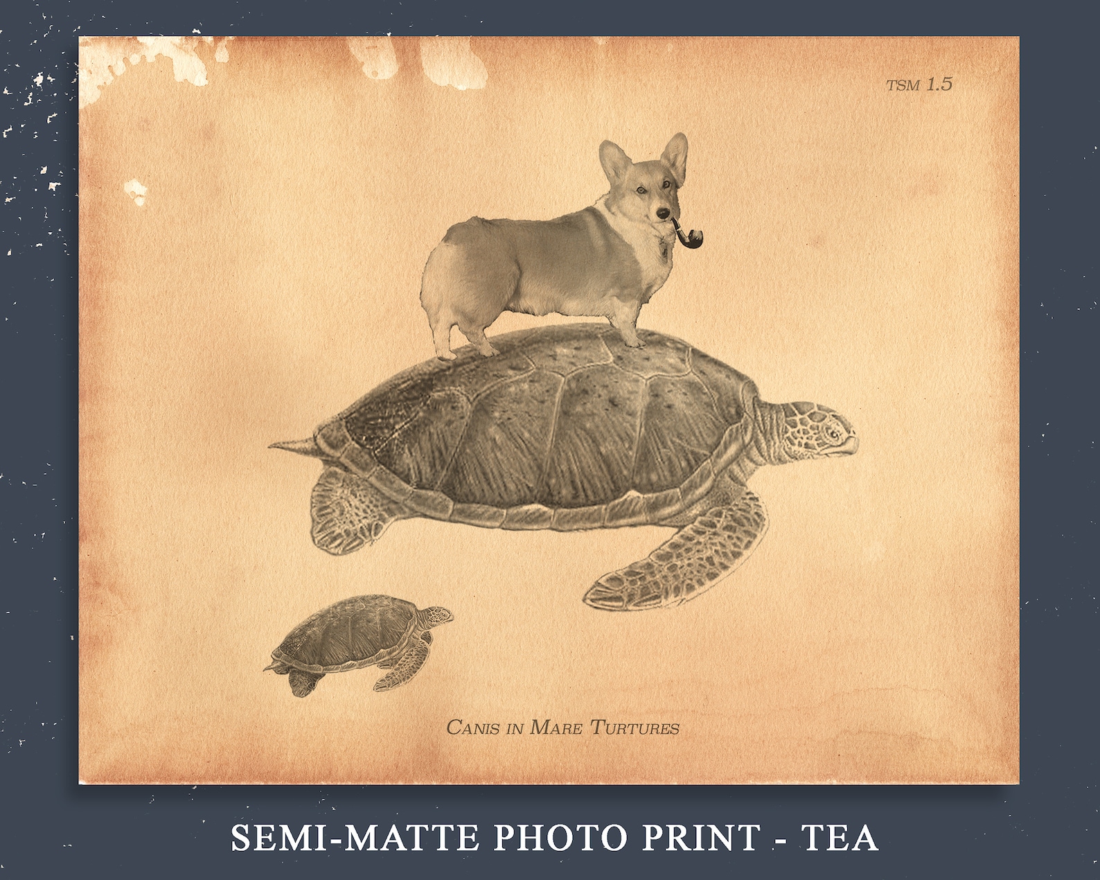 Welsh Corgi Riding Sea Turtle Vintage Collage Art Print Tea - Etsy