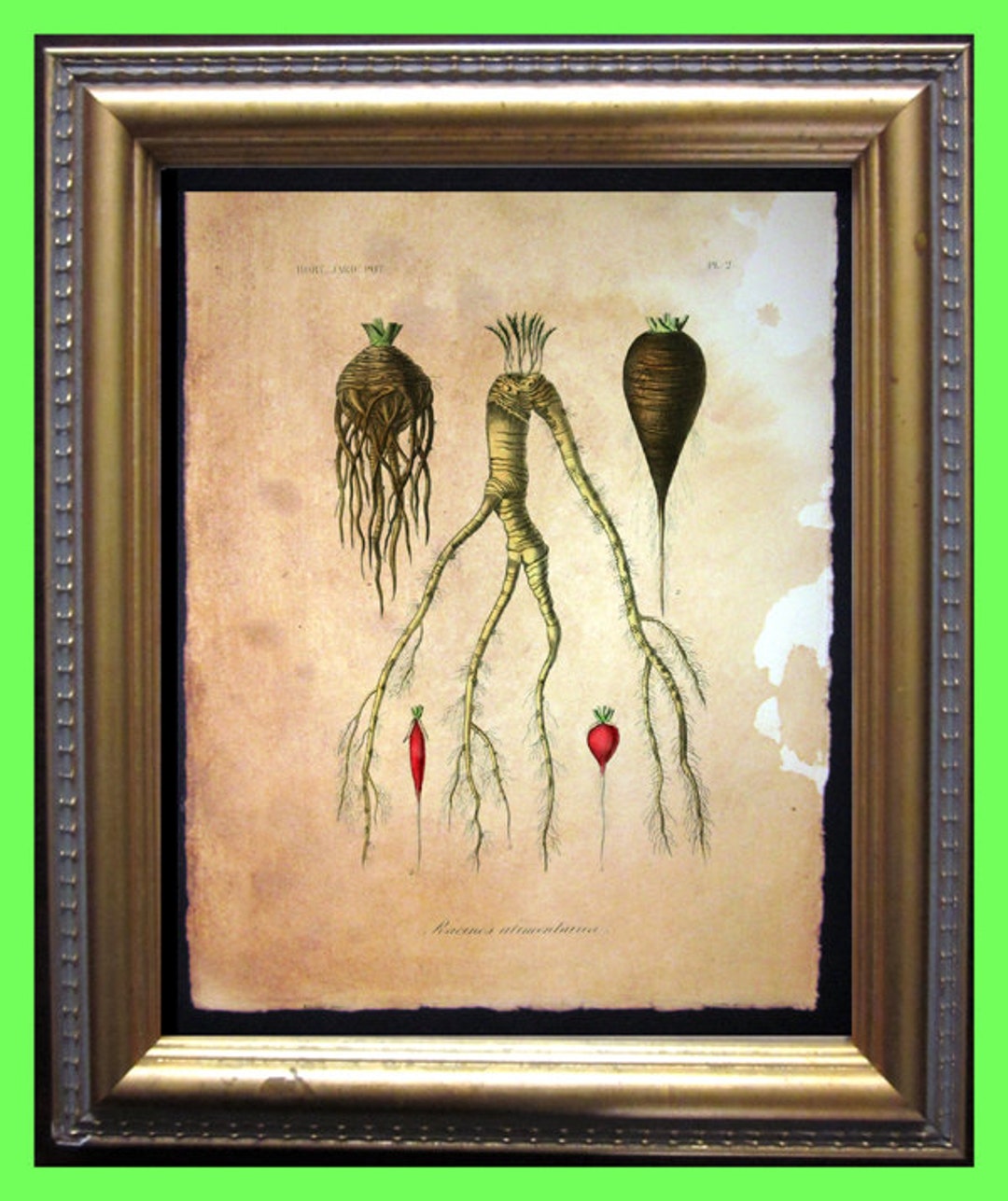 Root Vegetables Art Print Vegetable Art Print Garden Art Print on Tea ...