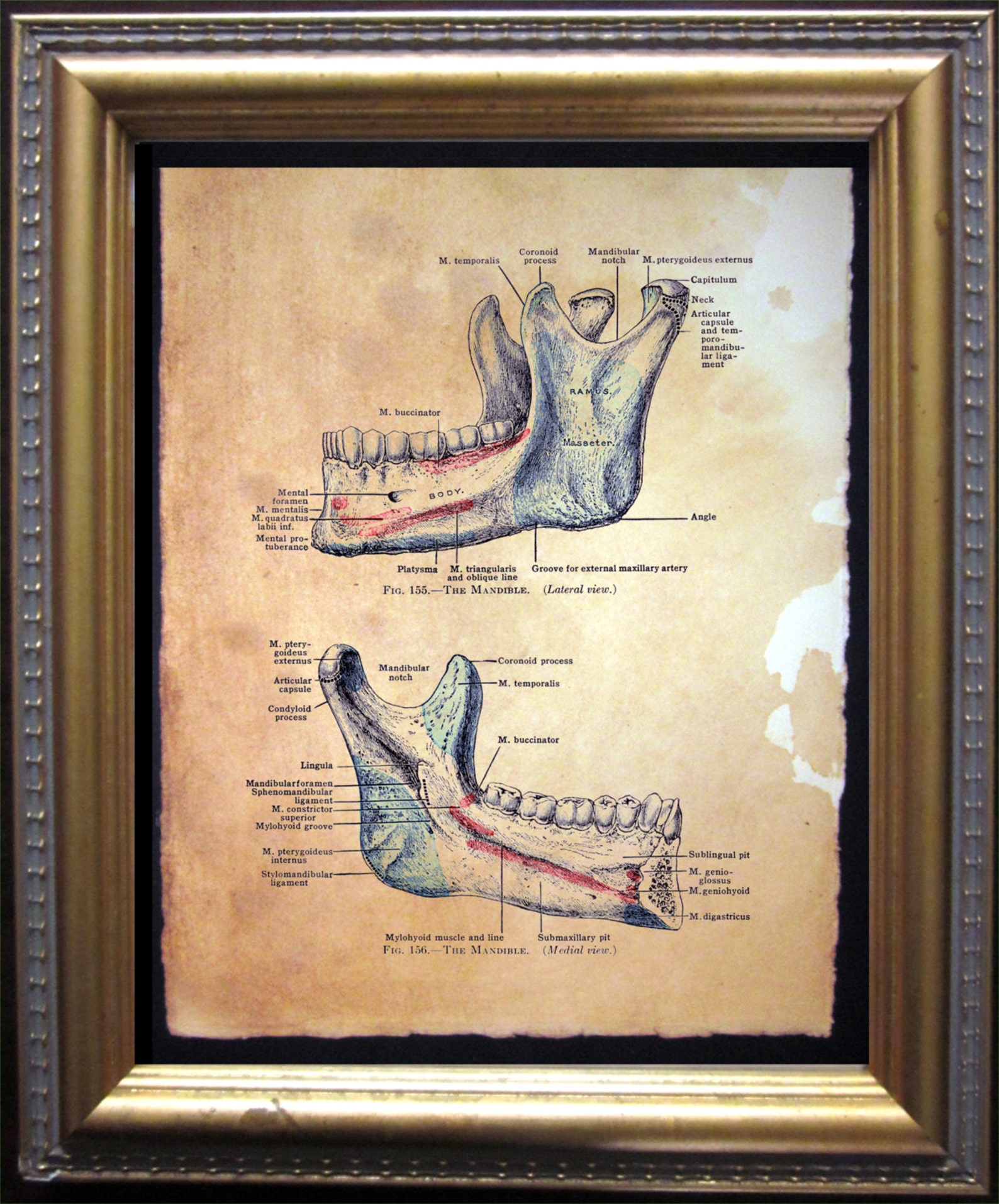 Mandible Diagram Art Print Vintage Anatomy Art Print on Tea Stained ...