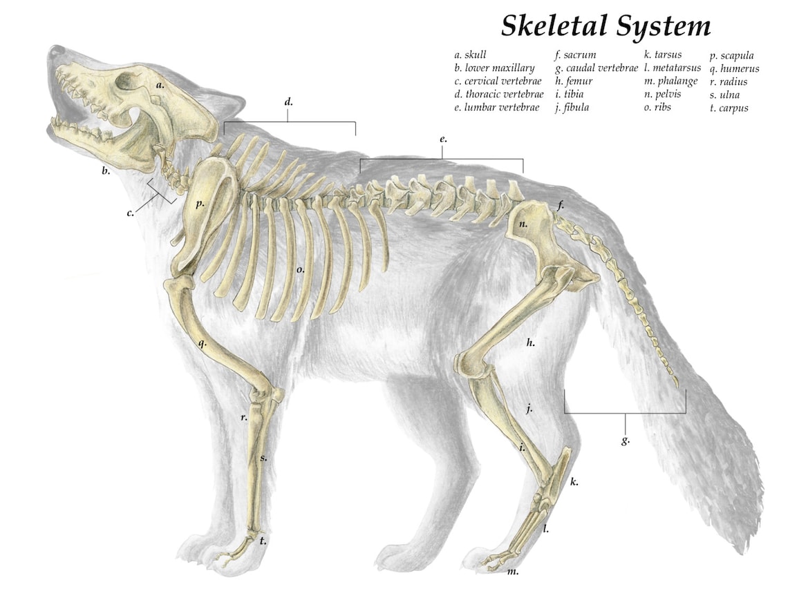 Grey Wolf Skeletal System Scientific illustration Digital | Etsy