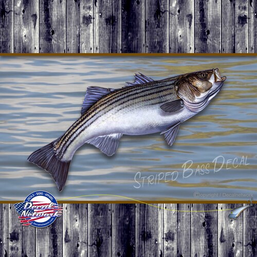 Striped Bass Sticker - Etsy