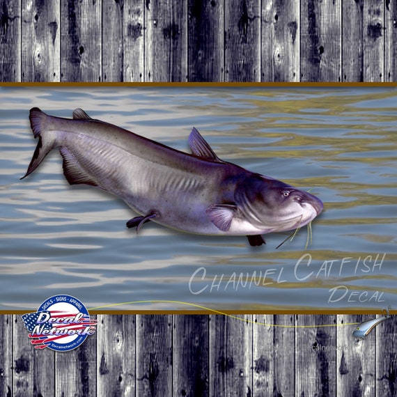 Catfish Decals Stickers