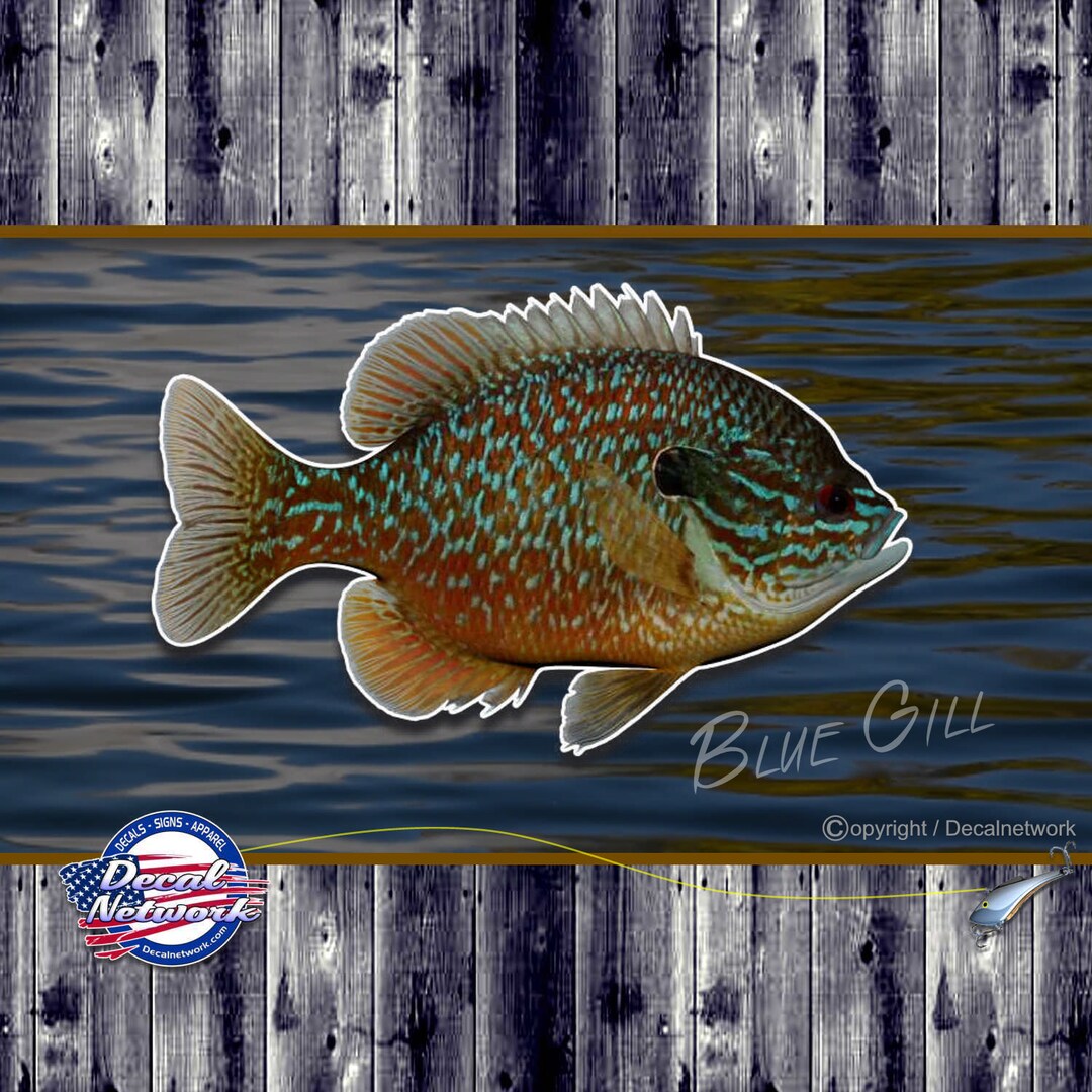 Blue Gill Sun Fish Fishing Vinyl 2 Decal Set of 1 Right / 1 Left Facing ...