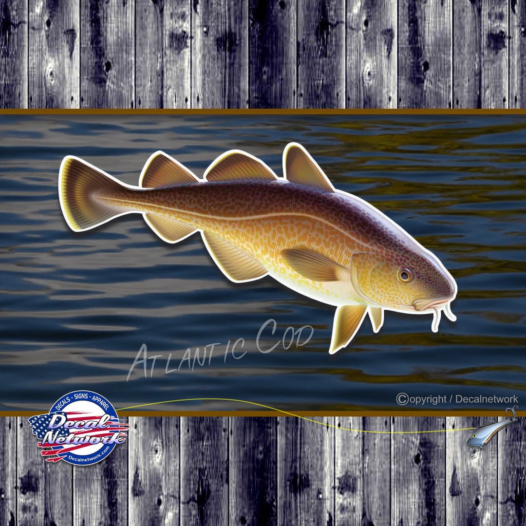 Atlantic COD Fish Fishing Vinyl Decal 4.8"x 9" Truck Car Suv Window ...