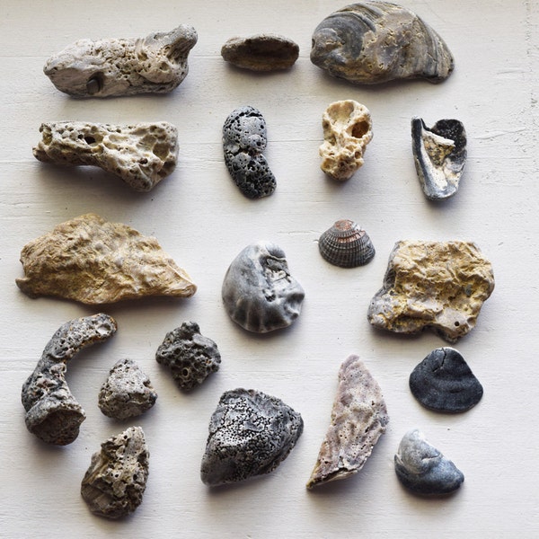 Ocean Artifacts - Etsy