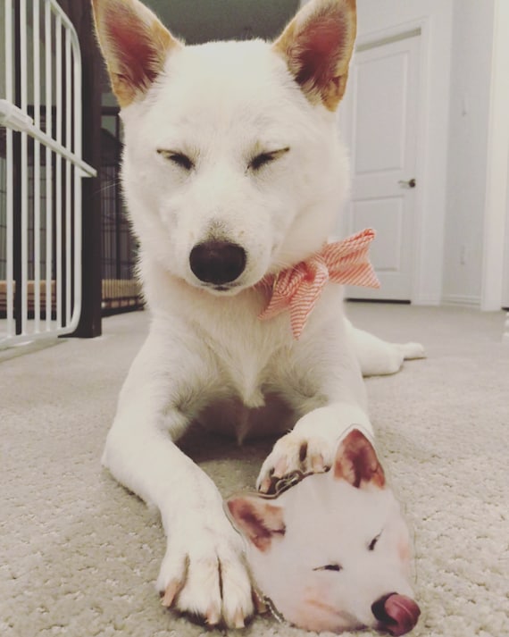 Cream Shiba Inu Puppy