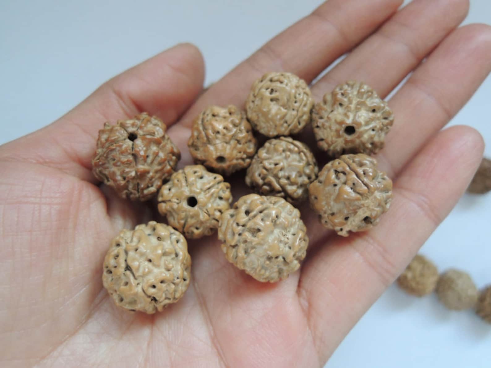 12pcs 15-18mm Natural Bodhi Seed Rudraksha W938 - Etsy