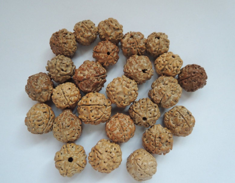 12pcs 15-18mm Natural Bodhi Seed Rudraksha W938 - Etsy