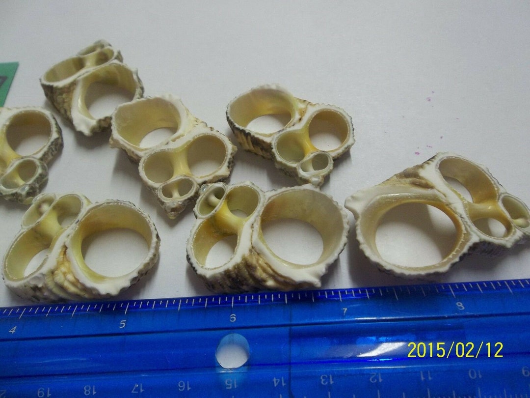 8 Center Cut Gold Mouth Turbo Sea Shells Craft or Decoration Wedding ...