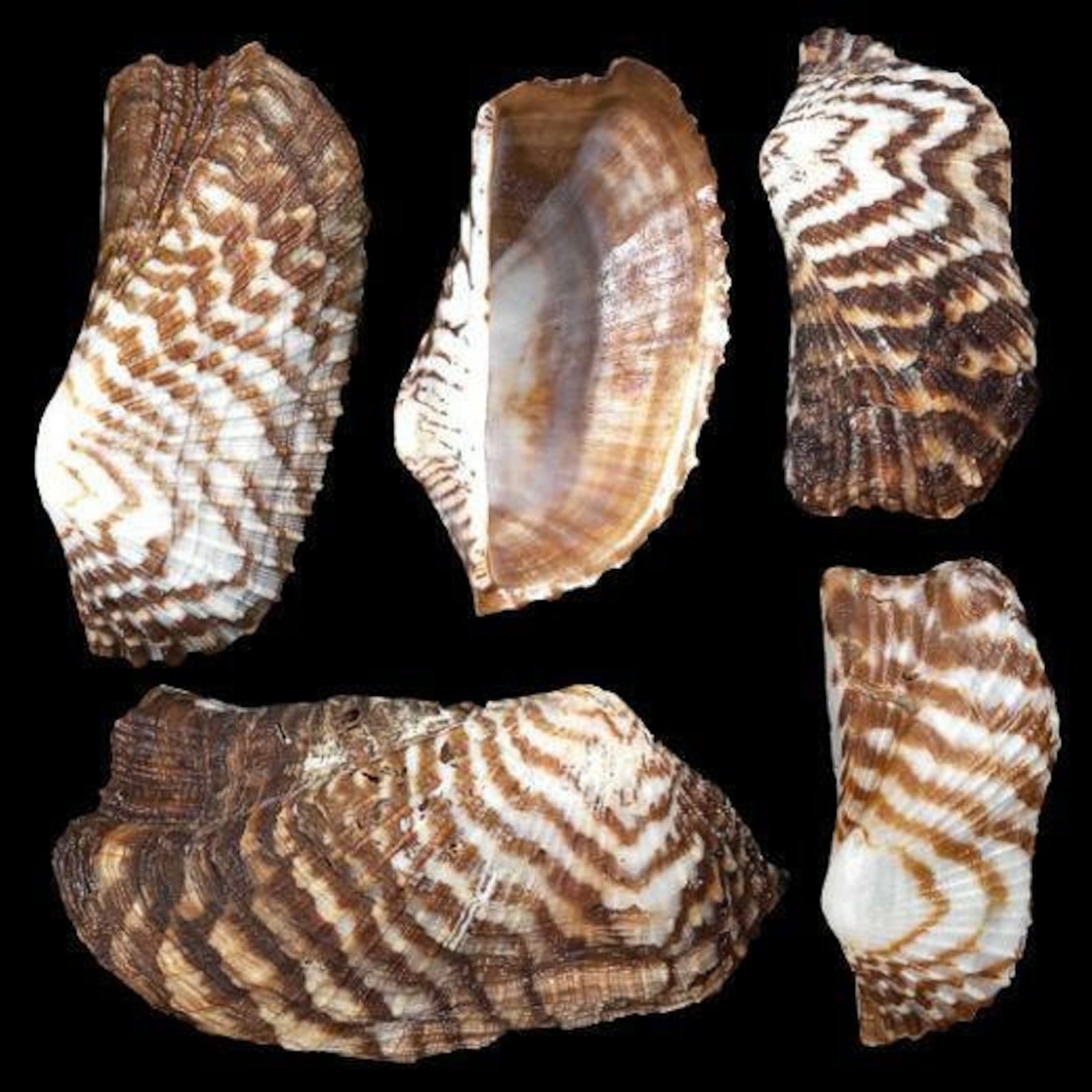 Sea Shell Lot 10 Turkey Wings Clam Natural Colors Craft Aquarium E - Etsy