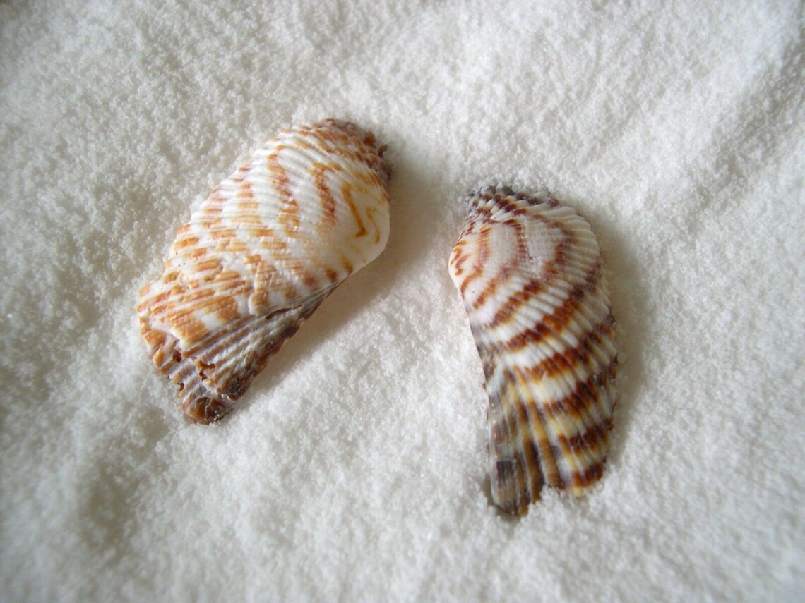 Sea Shell Lot 10 Turkey Wings Clam Natural Colors Craft Aquarium E - Etsy