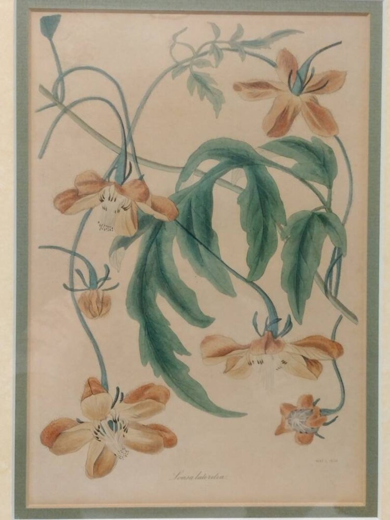 Antique 1835 England Hand Colored Engraving Paxton Flower - Etsy