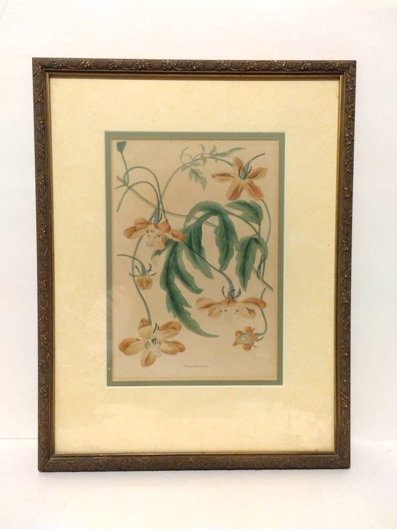 Antique 1835 England Hand Colored Engraving Paxton Flower - Etsy
