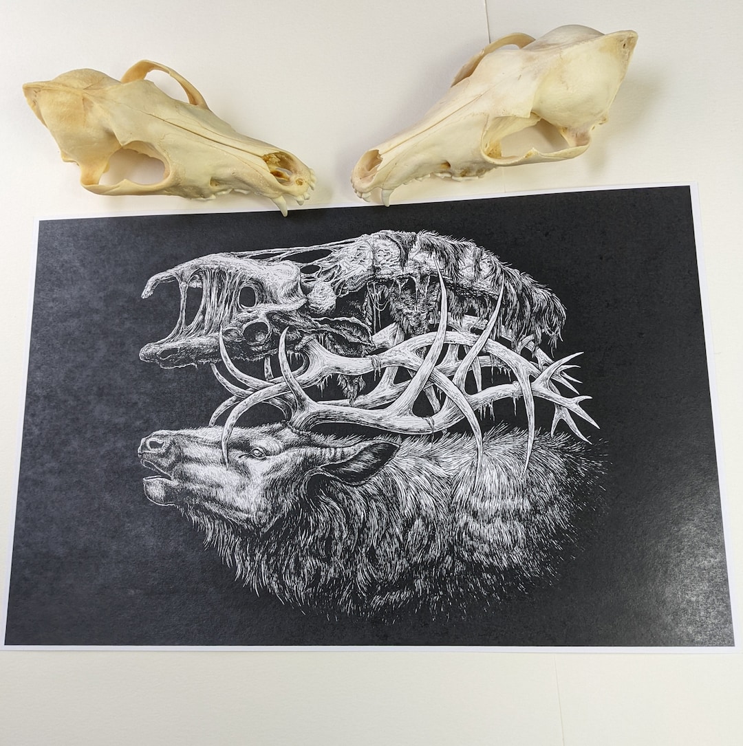 Antler Locked Deer Art Print - Etsy