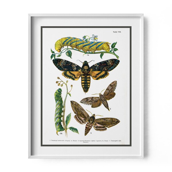 Specimen Chart - Etsy