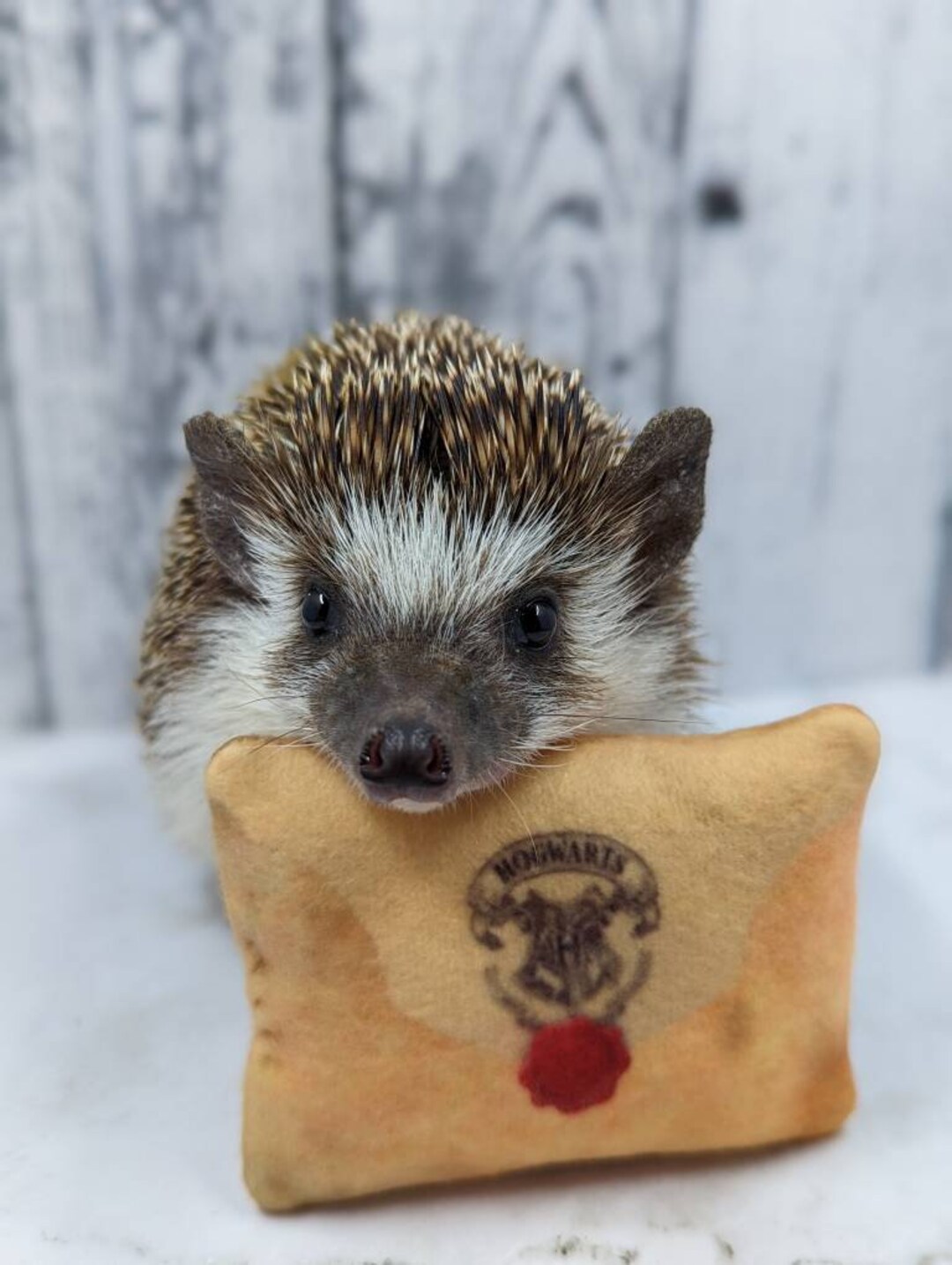 Customizable Magic Letter Mint Stuffed Hedgehog Toy Small Animal Cage ...