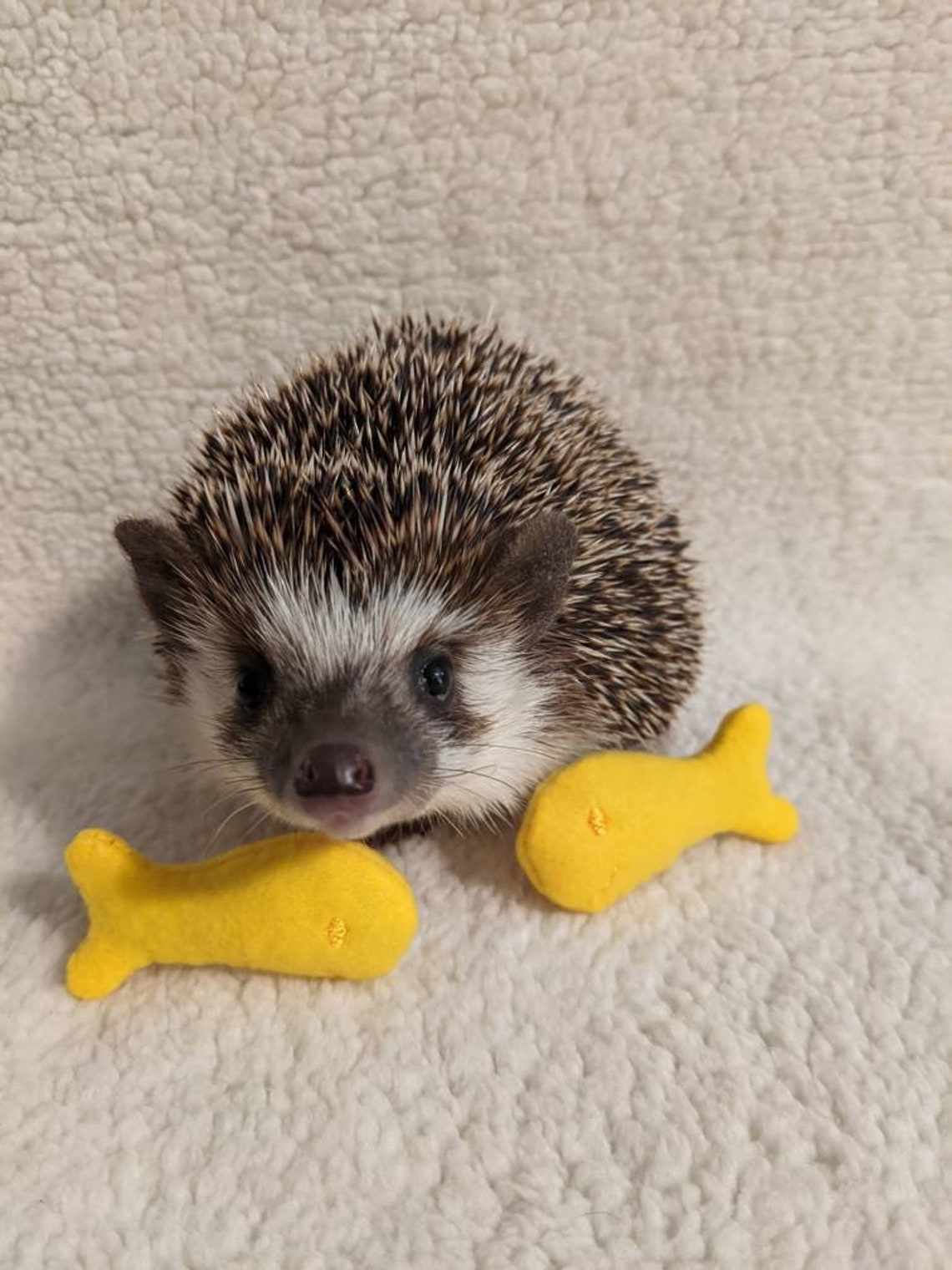 Goldfish Duo Mint Stuffed Hedgehog Toy Cage Buddy - Etsy