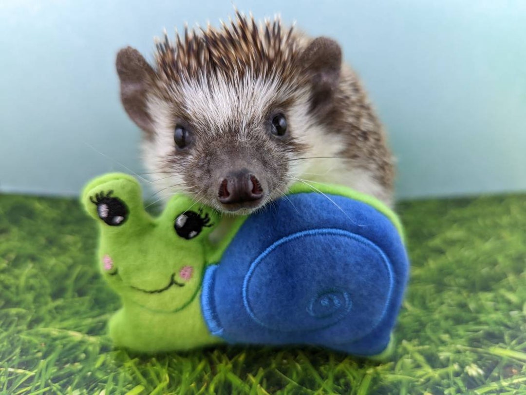 Sludge the Snail Toss Toy Mint Stuffed Hedgehog Toy Cage Buddy Photo ...