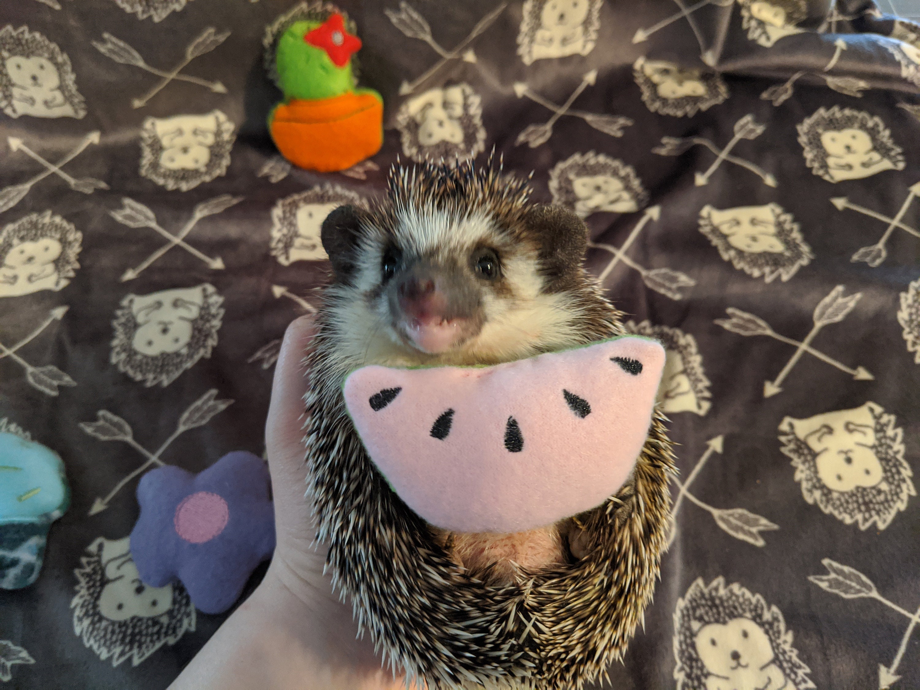 Watermelon Slice Mint Stuffed Hedgehog Toy - Etsy
