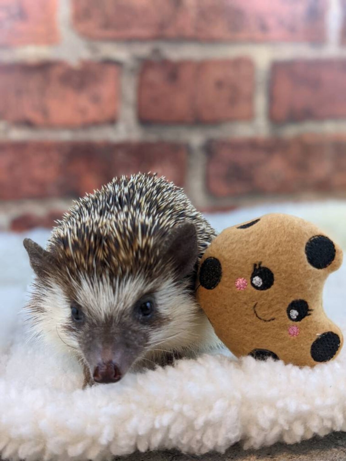 Kawaii Bitten Cookies Mint Stuffed Hedgehog Toy Cage Buddy | Etsy