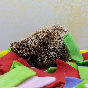 Hedgehog Dig Box Forage Enrichment Activity Cage Clutter Hedgie Toy - Etsy