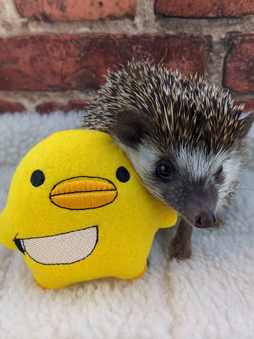 Quackers the Meme Duck Mint Stuffed Hedgehog Toy Cage Buddy - Etsy