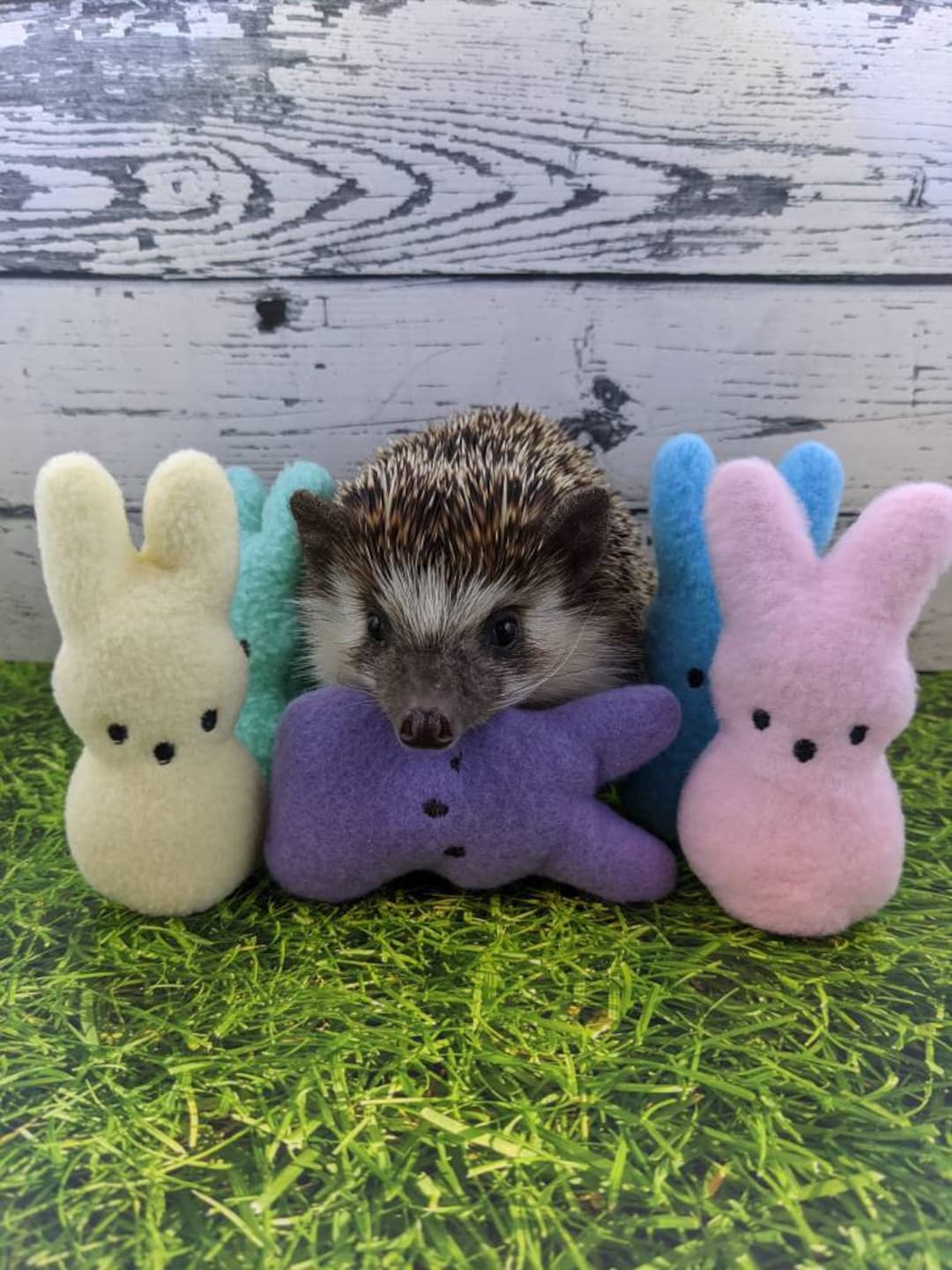 Peeps Bunny Easter Multiple Colors Mint Stuffed Hedgehog Toy Small ...