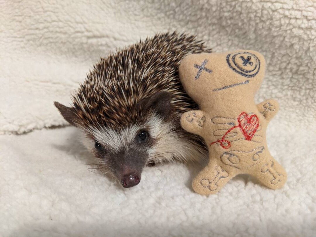 Voodoo Poppet Halloween Mint Stuffed Hedgehog Toy Small Animal Cage ...