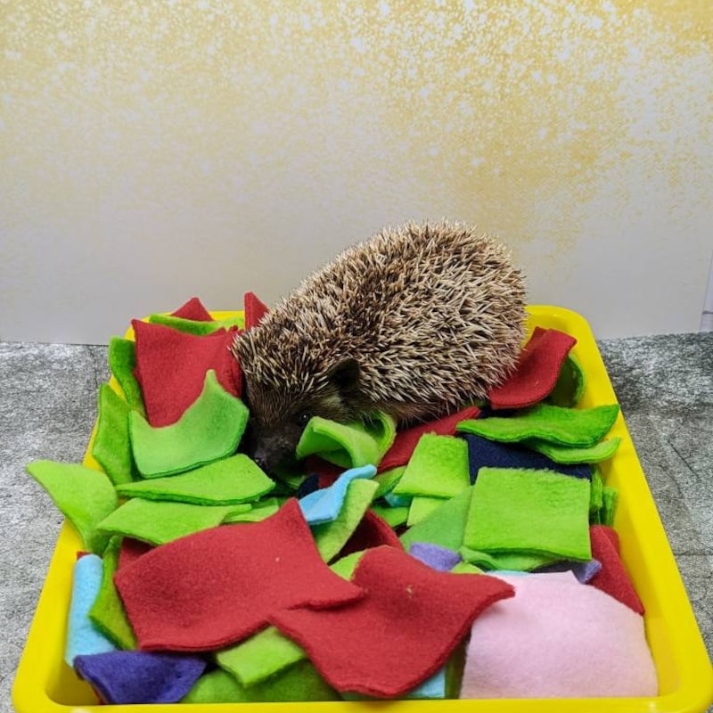 Hedgehog Accessories - Etsy