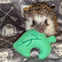 Hedgehog Dig Box Forage Enrichment Activity Cage Clutter Hedgie Toy - Etsy