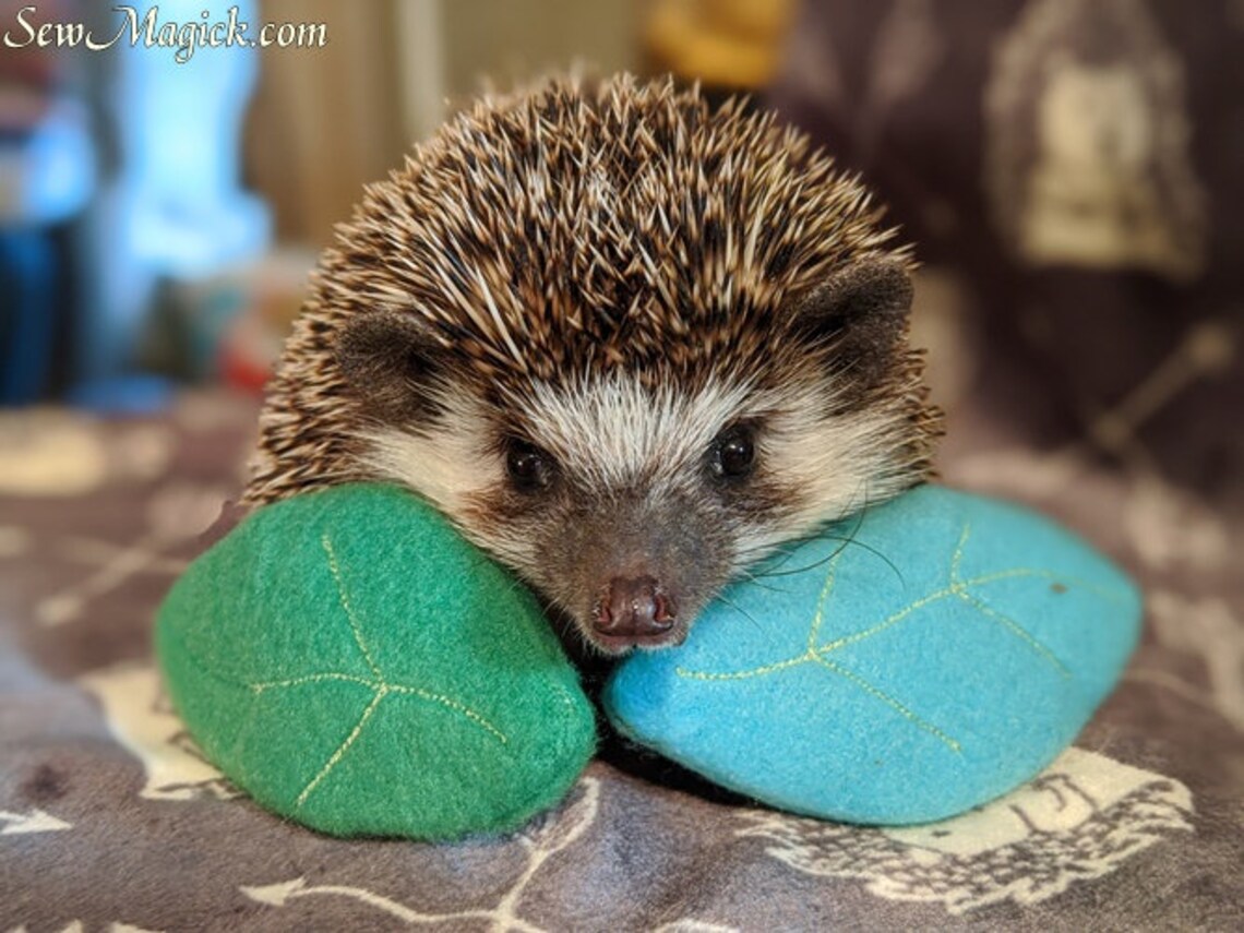 Mint Stuffed Hedgehog Toy - Etsy