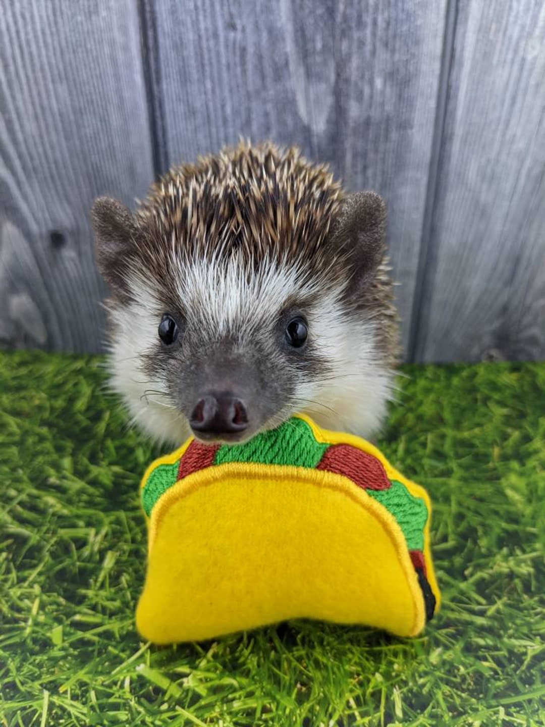 Taco Tuesday Mint Stuffed Hedgehog Toy Small Animal Cage Buddy - Etsy