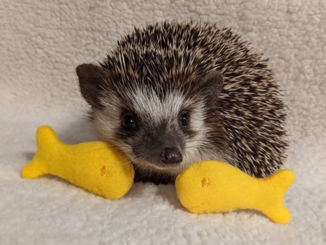 Goldfish Duo Mint Stuffed Hedgehog Toy Cage Buddy - Etsy