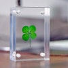Real Four Leaf Clover Shamrock in Crystal Clear Lucite Resin 38x38mm St ...