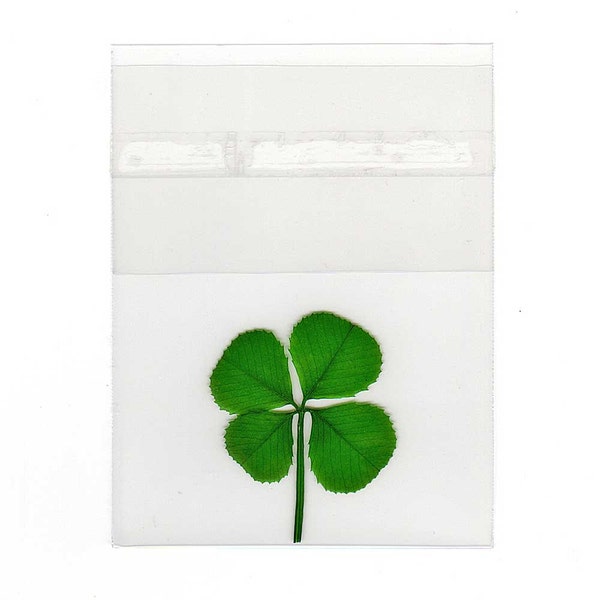 Four Leaf Clover - Etsy