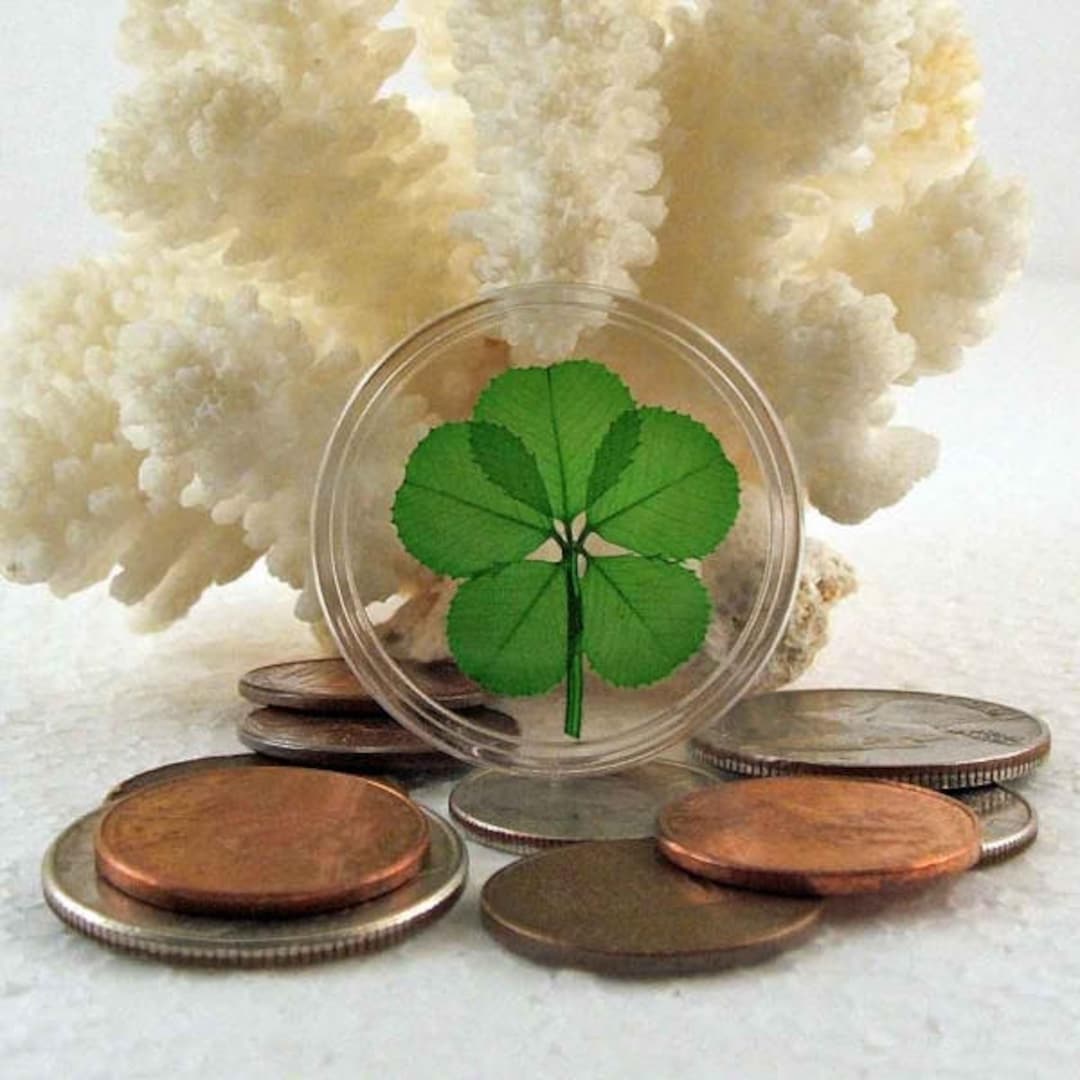 Genuine Preserved Rare 5 Leaf Clover Good Luck Charm Floating in a ...