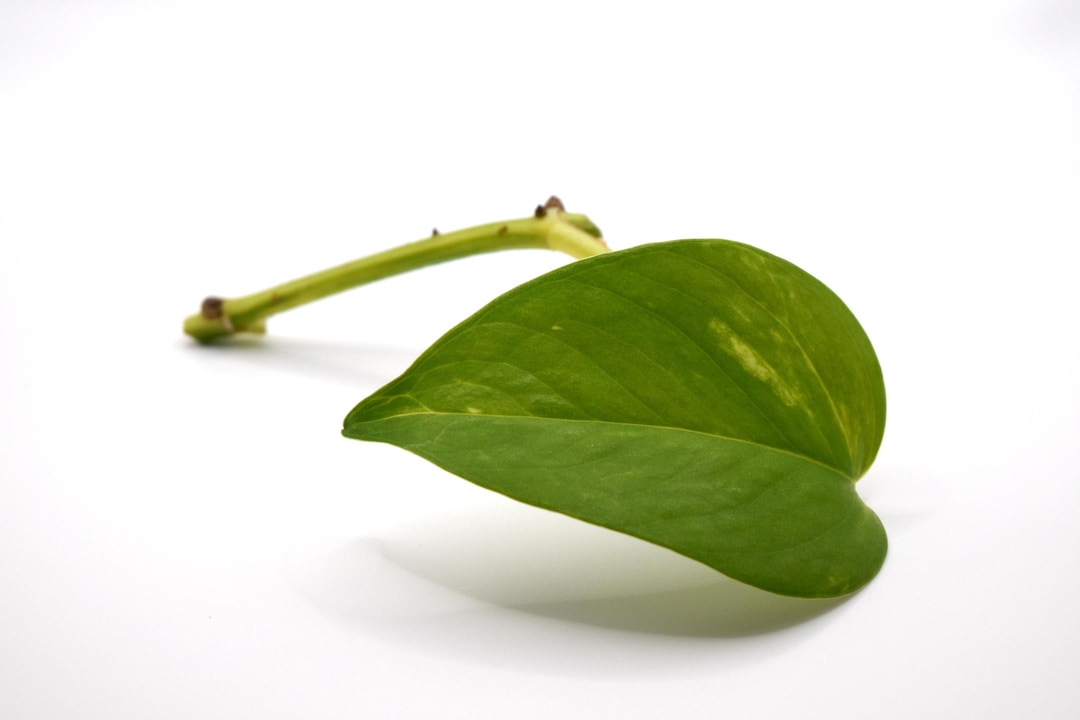 Golden Pothos | Epipremnum Aureum | 1 Cutting W/ Leaf and Node ...