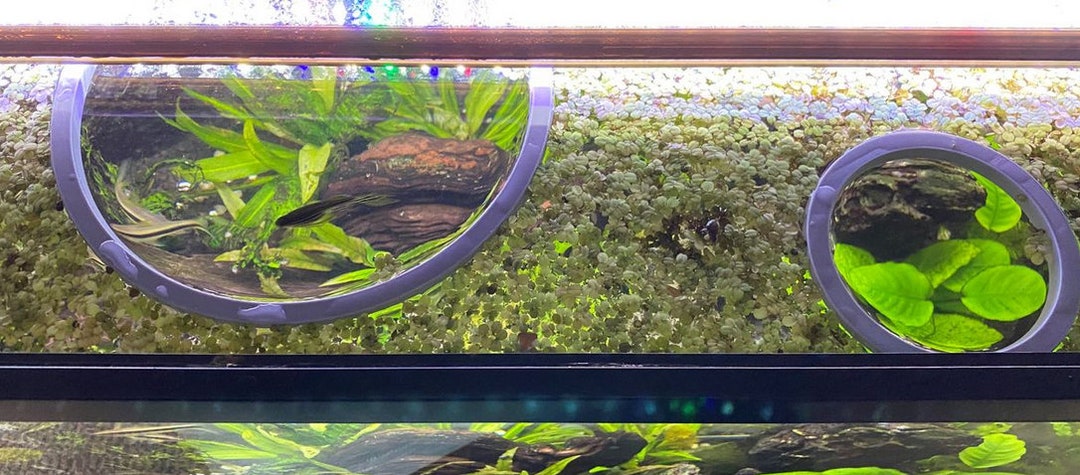 Floating Aquarium Ring - Fish Feeding Ring - Aquatic Plant Corral ...