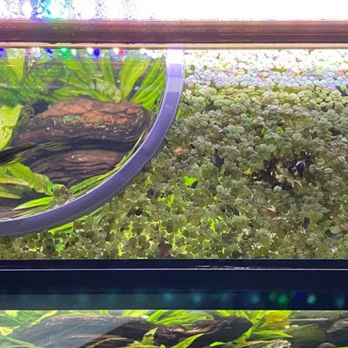 Aquarium Fish Tank Live Plant Anchors - Etsy