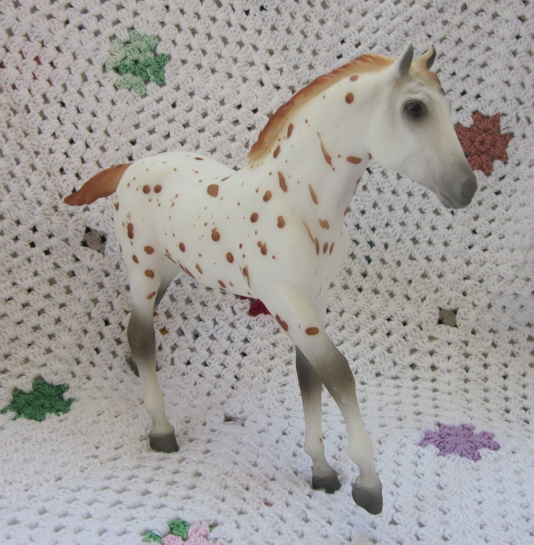 Leopard Appaloosa Foal