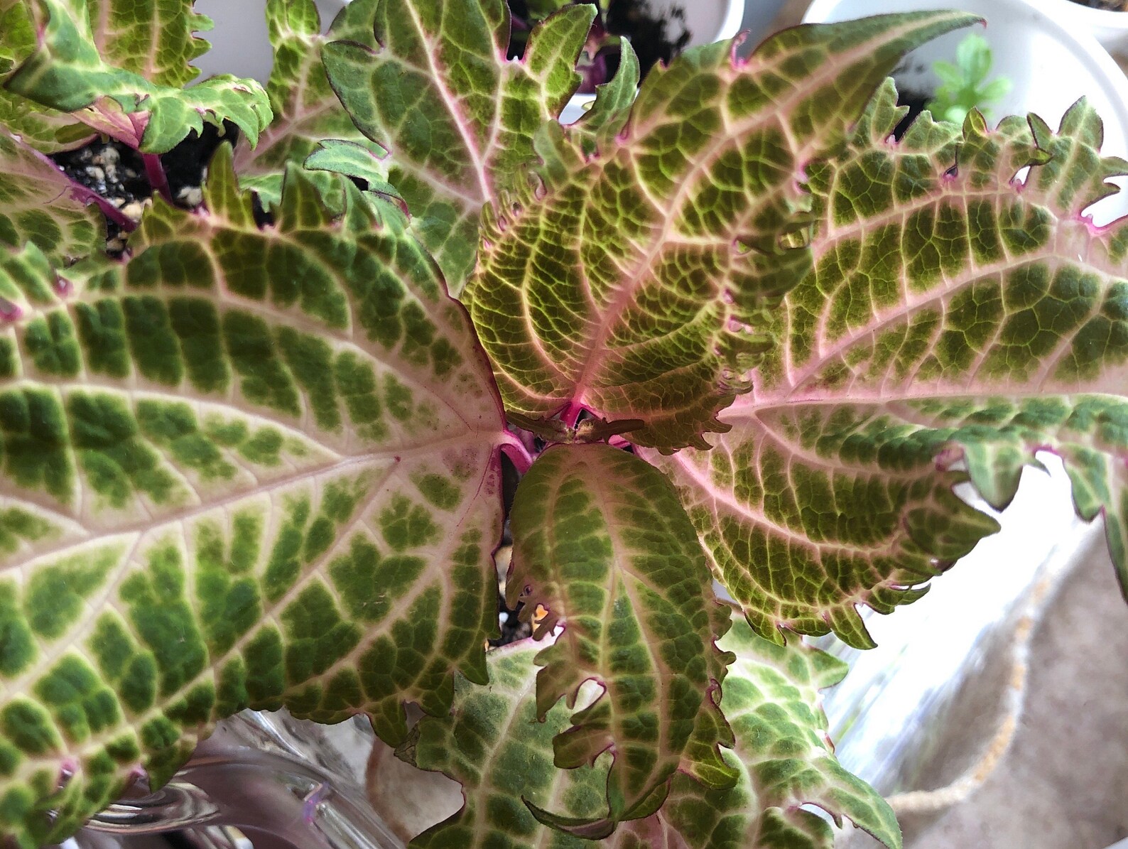 Coleus 'Pink Ruffles' Beautiful UNROOTED Plant | Etsy