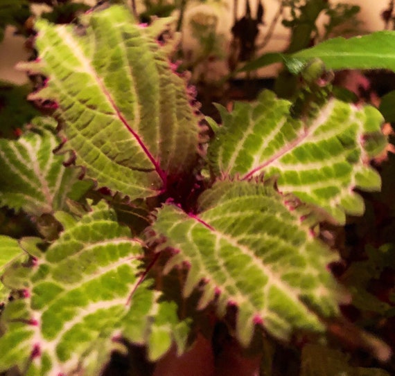 Coleus 'pink Ruffles' Beautiful UNROOTED Plant - Etsy