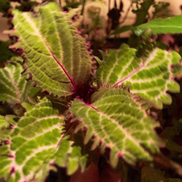 Coleus - Etsy