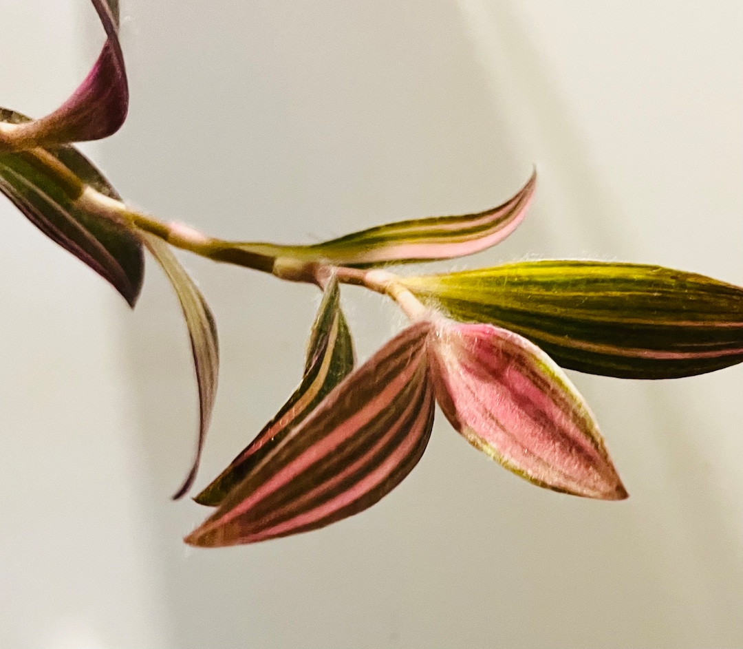 Tradescantia Pallida setcreasea. pink Stripe Cuttings unrooted - Etsy