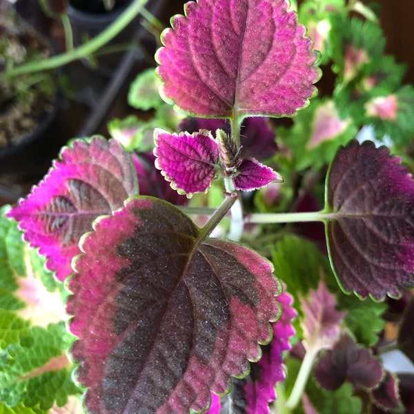Trailing Coleus - Etsy
