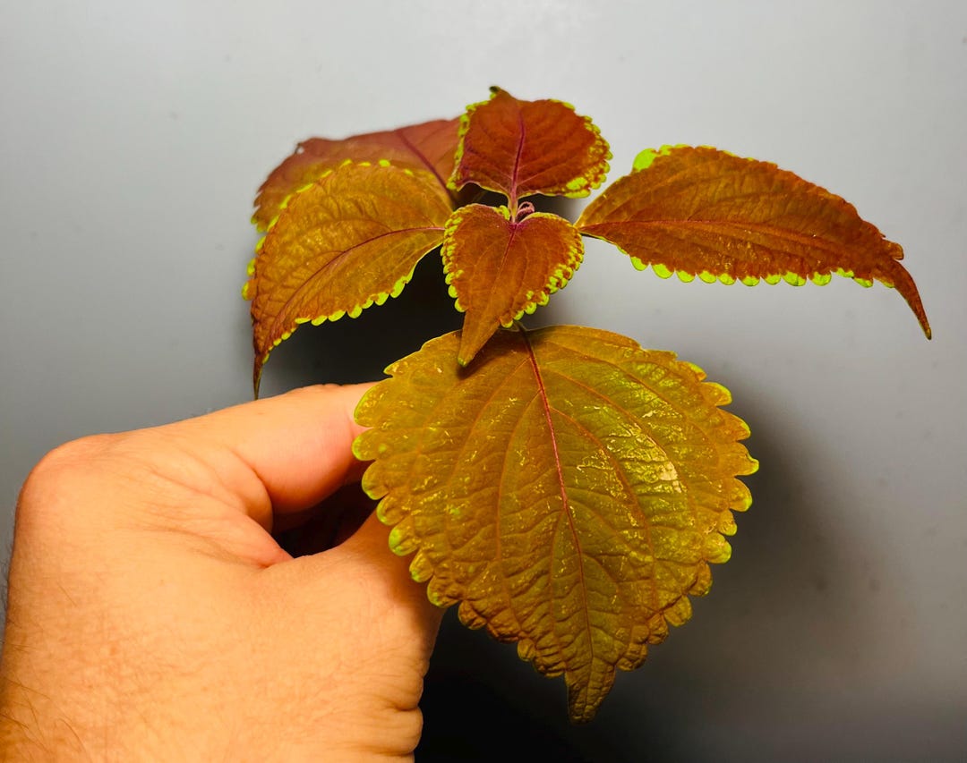 Coleus Campfire-type - Rooted Cutting/starter Plant - Copper/orange ...