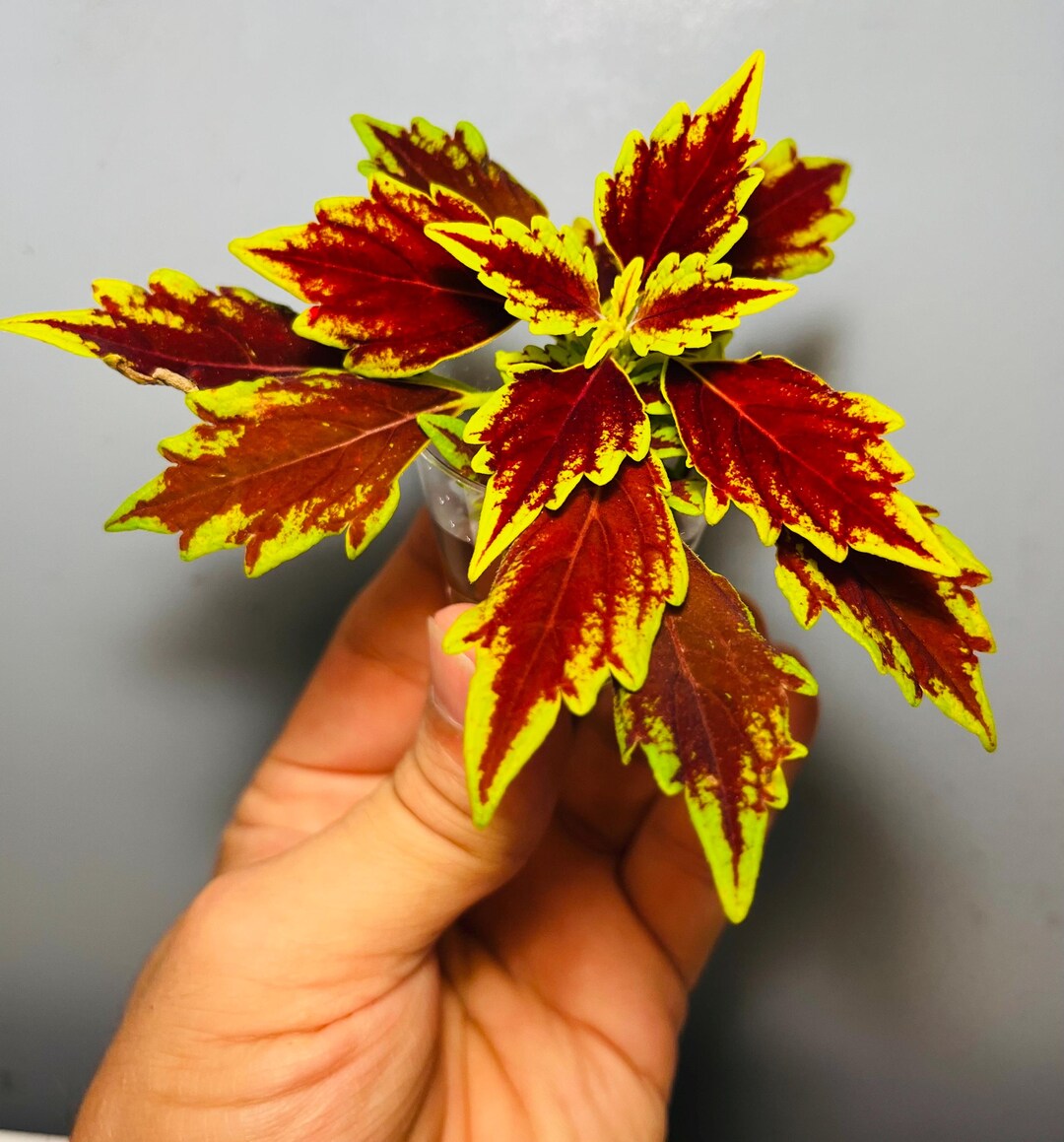 Coleus 'serrano' - Rooted Cutting/starter Plant - Ships Bare Root. - Etsy